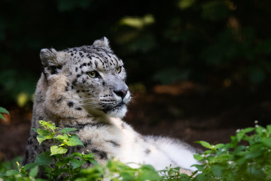 Snep Images – Browse 32 Stock Photos, Vectors, and Video | Adobe Stock