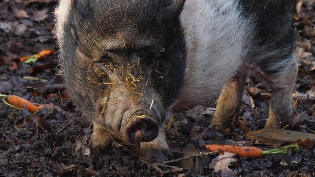 Gluttony. Images – Browse 56,344 Stock Photos, Vectors, and Video ...