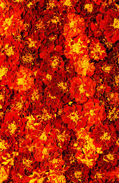 Ocimen Images – Browse 6 Stock Photos, Vectors, and Video | Adobe Stock