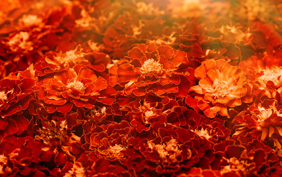 Ocimen Images – Browse 6 Stock Photos, Vectors, and Video | Adobe Stock