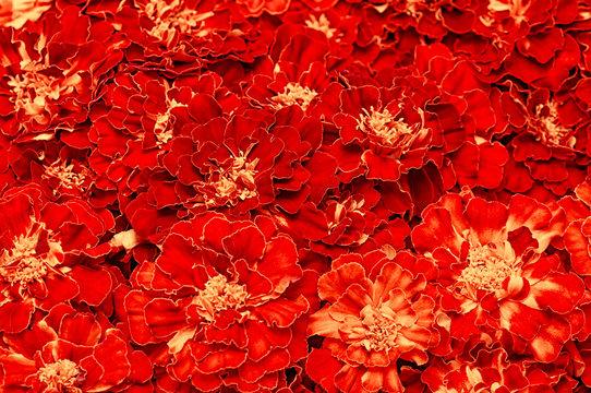 Ocimen Images – Browse 6 Stock Photos, Vectors, and Video | Adobe Stock