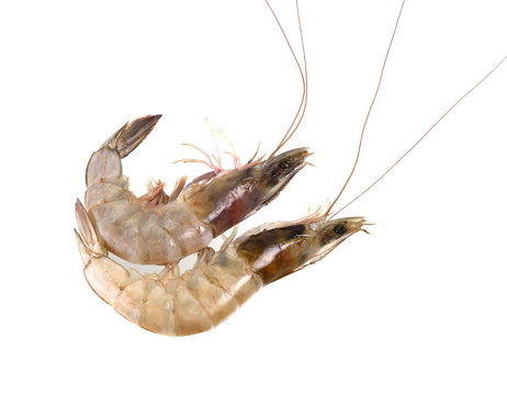 รูปภาพFenneropenaeus – เลือกดูภาพถ่ายสต็อก เวกเตอร์ และวิดีโอ126 ...