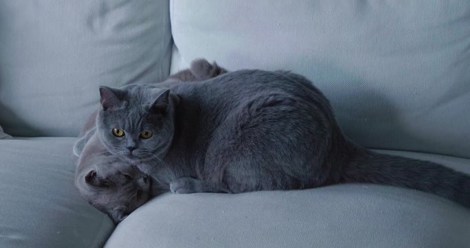 Dominative bilder – Bläddra bland 18 stockfoton, vektorer och videor | Adobe Stock