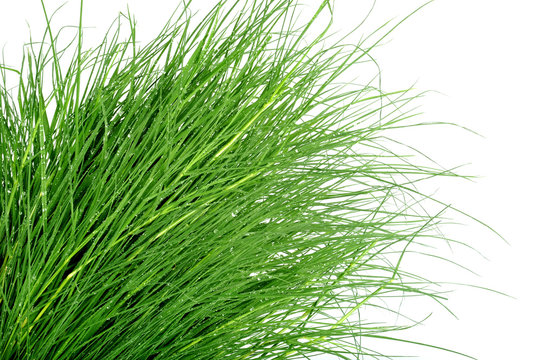 Imagens de Arugampul – Explore Fotografias do Stock, Vetores e Vídeos ...