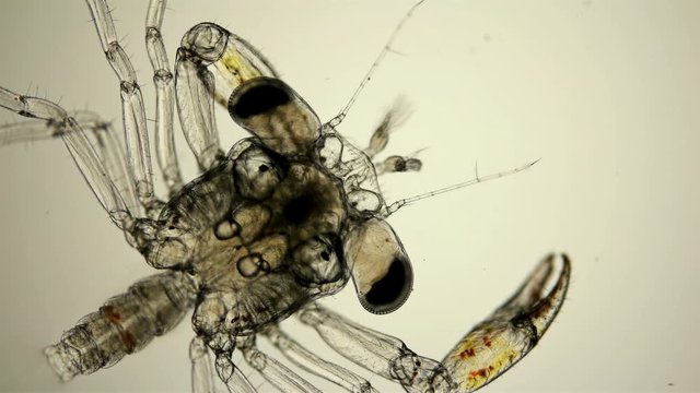 รูปภาพPleocyemata – เลือกดูภาพถ่ายสต็อก เวกเตอร์ และวิดีโอ157 | Adobe Stock