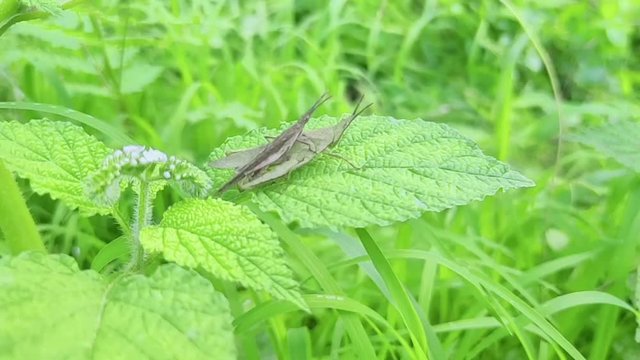 Natural Breeding Images Browse 198 Stock Photos Vectors And Video