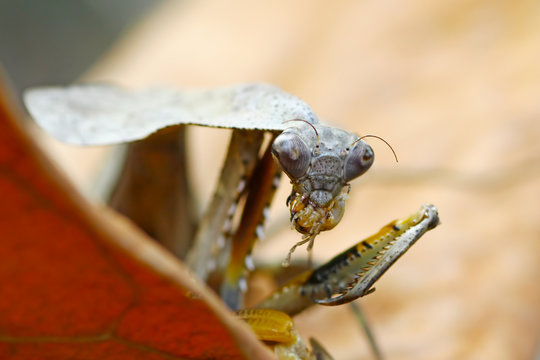 "Dead Leaf Mantis" Images – Browse 315 Stock Photos, Vectors, and Video ...