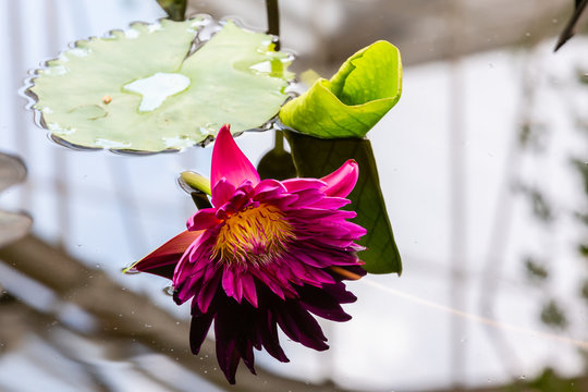 รูปภาพ"Lilly Pad" – เลือกดูภาพถ่ายสต็อก เวกเตอร์ และวิดีโอ26,924 ...