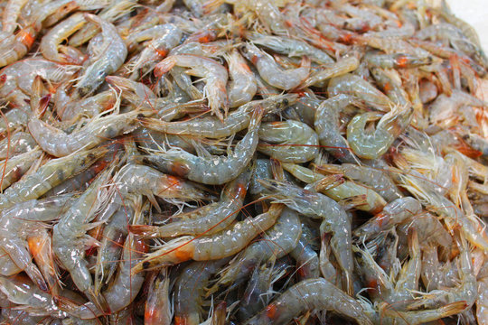 "Jumbo Prawns" Images – Browse 132 Stock Photos, Vectors, and Video ...