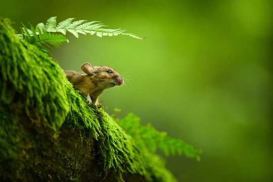 Mus Bilder – Durchsuchen 9,527 Archivfotos, Vektorgrafiken und Videos ...