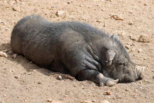 Haenge Images – Browse 57 Stock Photos, Vectors, and Video | Adobe Stock