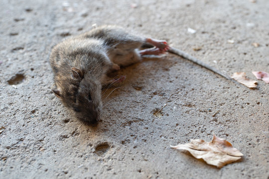 "Dead Rat" Images – Browse 235 Stock Photos, Vectors, and Video | Adobe ...