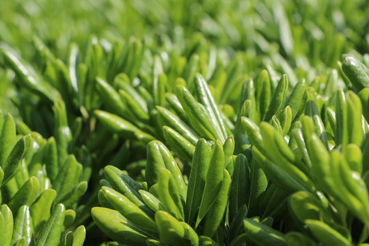 รูปภาพDompter – เลือกดูภาพถ่ายสต็อก เวกเตอร์ และวิดีโอ235 | Adobe Stock