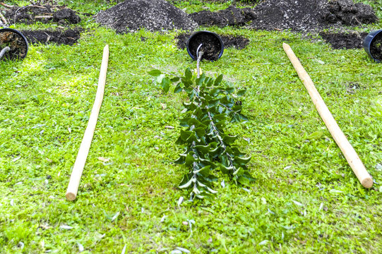 Pfahl bilder – Bläddra bland 7,131 stockfoton, vektorer och videor ...