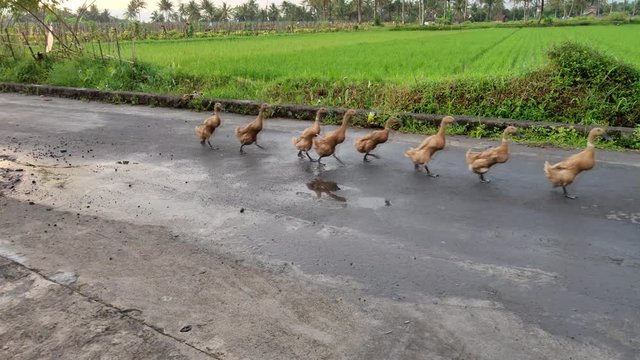 Lengthwise Images – Browse 51,907 Stock Photos, Vectors, and Video ...