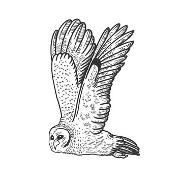 Flying Owl Design