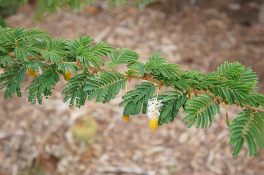 「Talh」の写真素材 | 19件の無料イラスト画像 | Adobe Stock