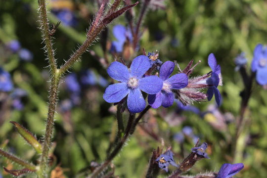 รูปภาพ"Italian Bugloss" – เลือกดูภาพถ่ายสต็อก เวกเตอร์ และวิดีโอ1,903 ...