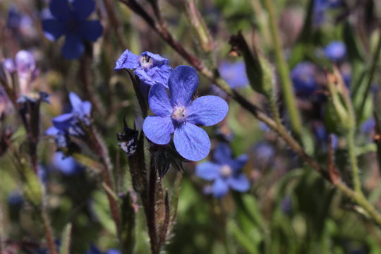 รูปภาพ"Italian Bugloss" – เลือกดูภาพถ่ายสต็อก เวกเตอร์ และวิดีโอ1,903 ...