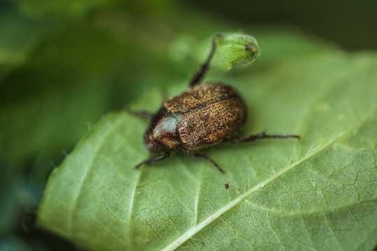 รูปภาพBettle – เลือกดูภาพถ่ายสต็อก เวกเตอร์ และวิดีโอ626 | Adobe Stock