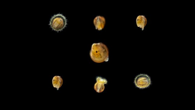 รูปภาพVeliger – เลือกดูภาพถ่ายสต็อก เวกเตอร์ และวิดีโอ134 | Adobe Stock