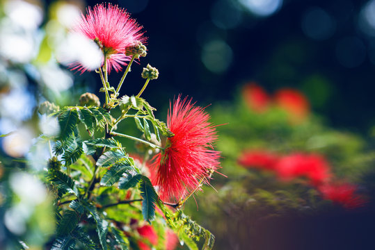 Australian Native Flower Images – Browse 338 Stock Photos, Vectors, and ...