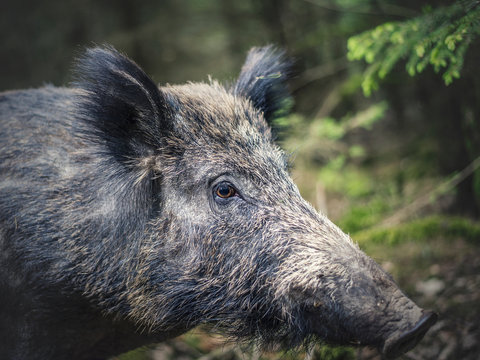รูปภาพWarchlak – เลือกดูภาพถ่ายสต็อก เวกเตอร์ และวิดีโอ63 | Adobe Stock