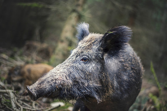 Warchlak Bilder – Durchsuchen 68 Archivfotos, Vektorgrafiken und Videos ...