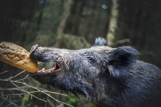 Warchlak Images – Browse 63 Stock Photos, Vectors, and Video | Adobe Stock