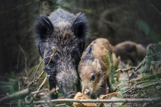 Warchlak Bilder – Durchsuchen 68 Archivfotos, Vektorgrafiken und Videos ...