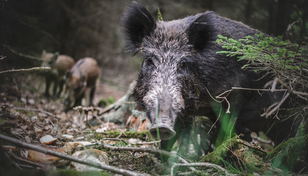 Obrázky Warchlak – procházejte fotografie, vektory a videa 64 | Adobe Stock