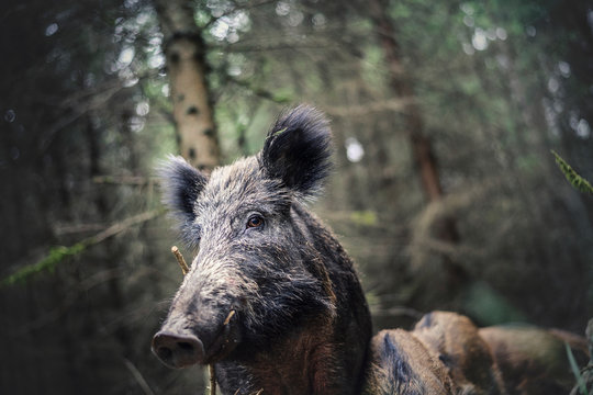 รูปภาพWarchlak – เลือกดูภาพถ่ายสต็อก เวกเตอร์ และวิดีโอ68 | Adobe Stock