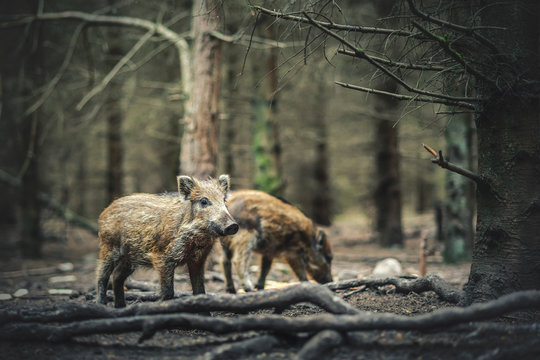 Obrázky Warchlak – procházejte fotografie, vektory a videa 64 | Adobe Stock
