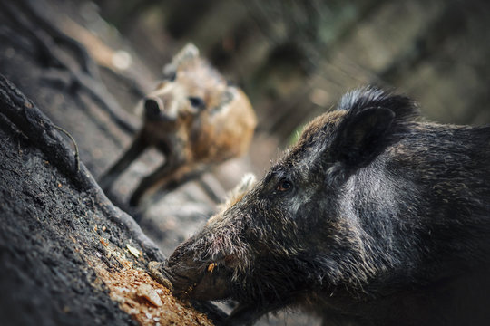 Warchlak Bilder – Durchsuchen 68 Archivfotos, Vektorgrafiken und Videos ...