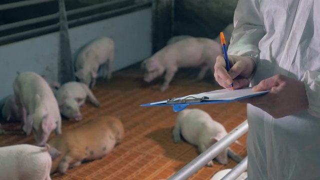 Piggery Images – Browse 11,582 Stock Photos, Vectors, and Video | Adobe ...