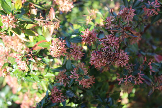 Bellesa Images – Browse 40 Stock Photos, Vectors, and Video | Adobe Stock