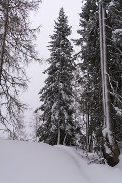 「Fichtenbaum」の写真素材 | 205件の無料イラスト画像 | Adobe Stock
