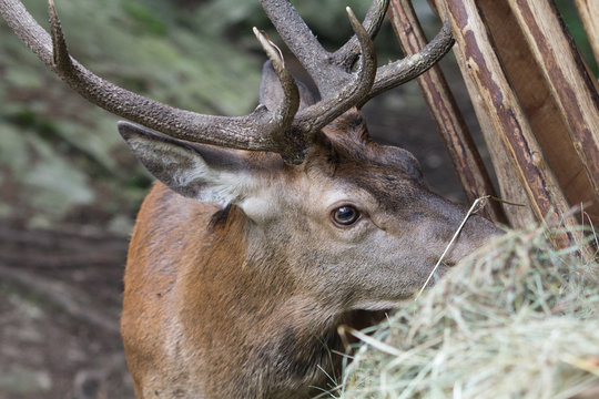 Cervo 이미지 – 찾아보기 9,089 스톡 사진, 벡터 및 비디오 | Adobe Stock