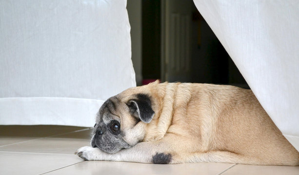 Frawn Images – Browse 55 Stock Photos, Vectors, and Video | Adobe Stock