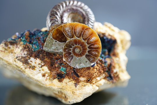Imagens de Ammonites – Explore Fotografias do Stock, Vetores e Vídeos ...