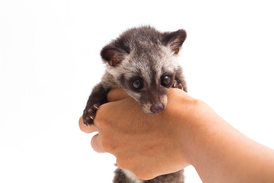 รูปภาพLuwak – เลือกดูภาพถ่ายสต็อก เวกเตอร์ และวิดีโอ3,476 | Adobe Stock