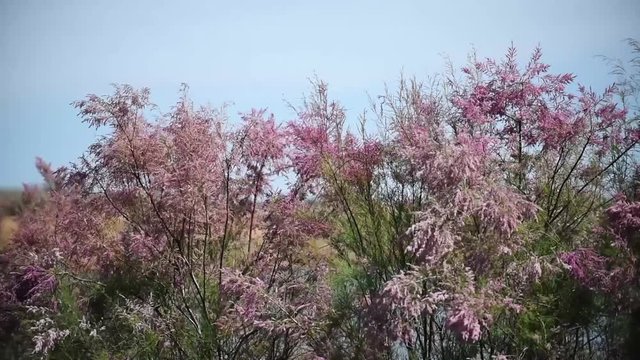 Tamarisk Video Footage – Browse 237 HD Stock Video and Footage | Adobe ...
