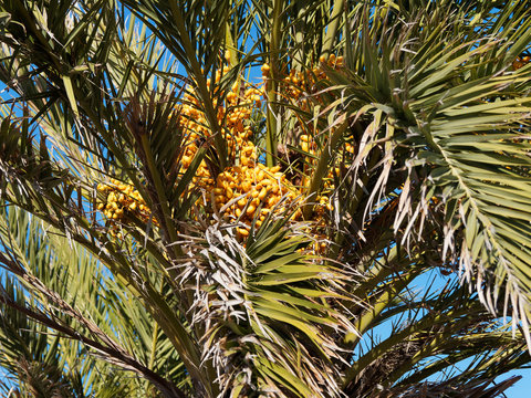 Palmier-Dattier Images – Browse 31 Stock Photos, Vectors, and Video ...