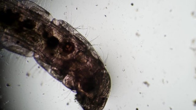 รูปภาพBloodworm – เลือกดูภาพถ่ายสต็อก เวกเตอร์ และวิดีโอ1,195 | Adobe Stock