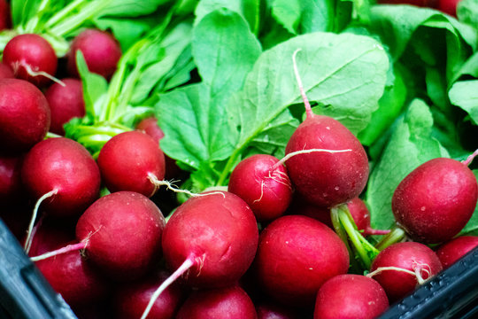 Radischen Images – Browse 1,382 Stock Photos, Vectors, and Video ...