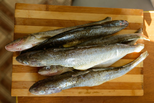 Navaga bilder – Bläddra bland 168 stockfoton, vektorer och videor ...