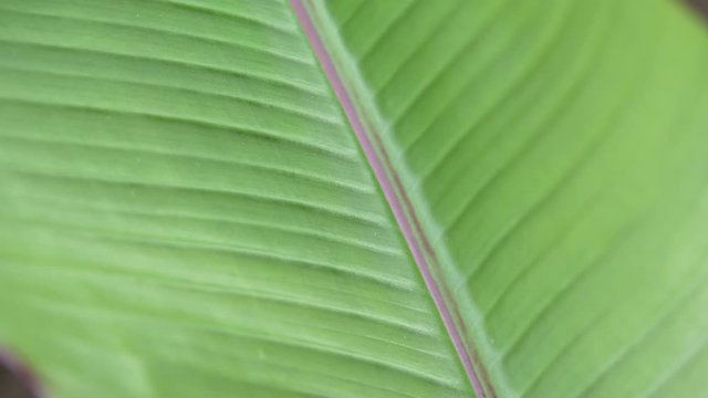 Enset Images – Browse 119 Stock Photos, Vectors, and Video | Adobe Stock