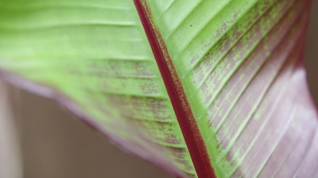 Enset Images – Browse 119 Stock Photos, Vectors, and Video | Adobe Stock