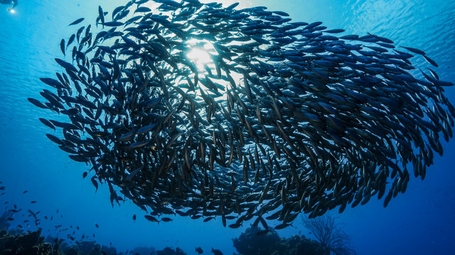 Free Fish Images – Browse 14,707 Free Stock Photos, Vectors, and Video ...