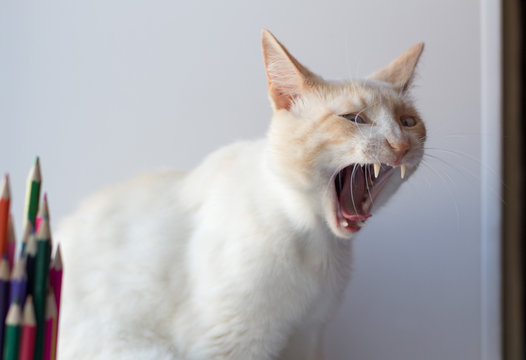 Cat Side Profile Yawning